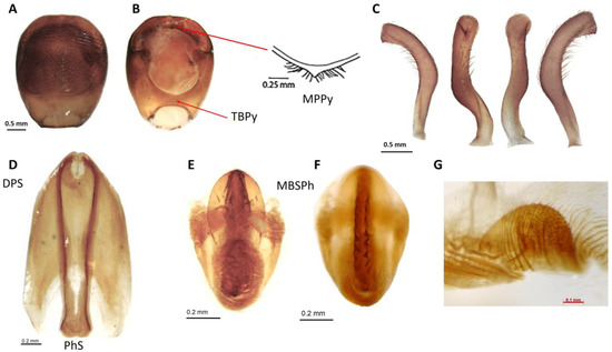 Triatoma yelapensis sp. nov. (Hemiptera: Reduviidae) from Mexico, with ...