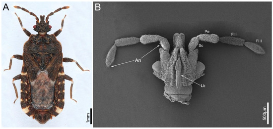 Scanning Electron Microscopy of Antennae and Mouthparts of Mezira ...