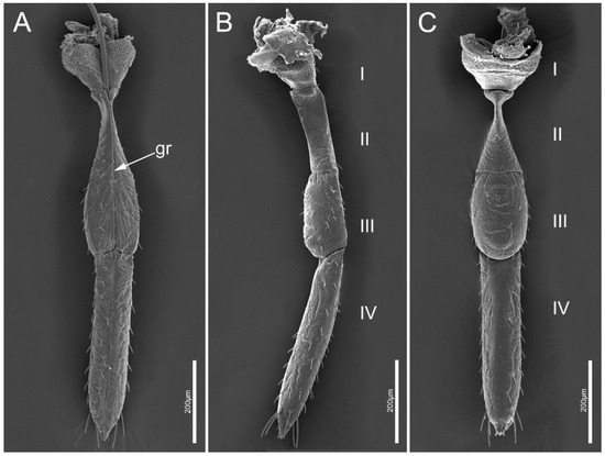 Scanning Electron Microscopy of Antennae and Mouthparts of Mezira ...