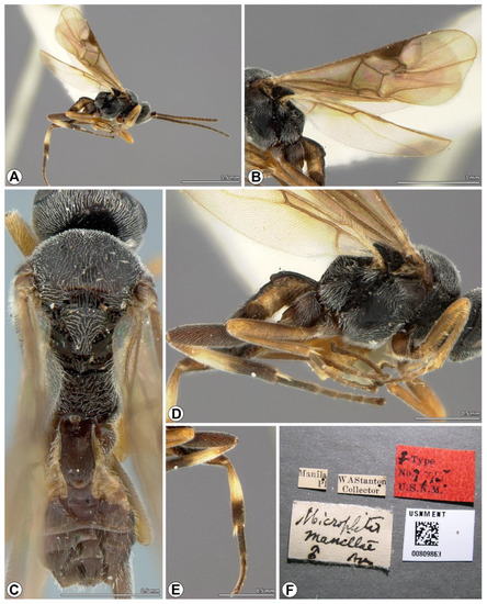 Microplitis manilae Ashmead (Hymenoptera: Braconidae): Biology ...