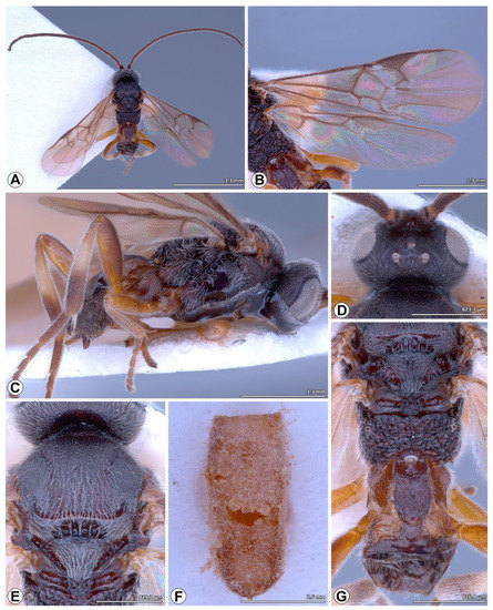 Microplitis manilae Ashmead (Hymenoptera: Braconidae): Biology ...