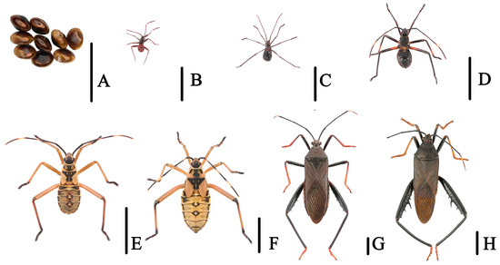 Morphology of the Antennal Sensilla of the Nymphal Instars and Adults ...