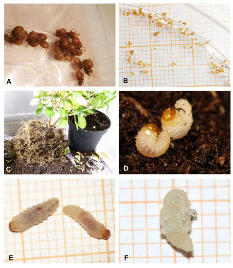 Garden Soil Pests Identification Uk | Fasci Garden
