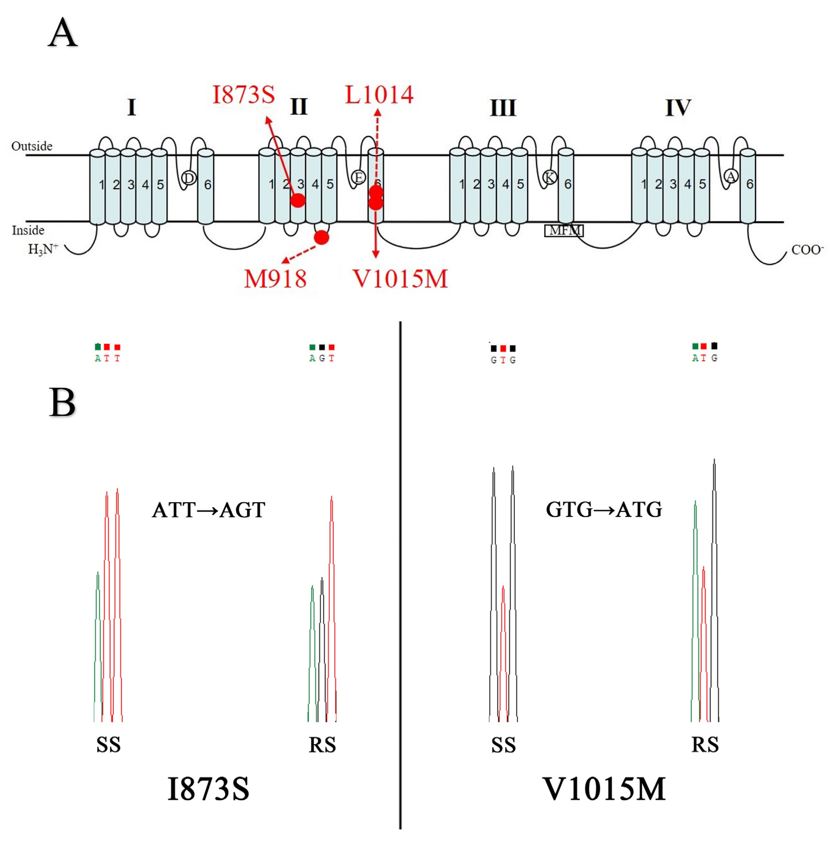 Detection of Putative Mutation I873S in the Sodium Channel of ...