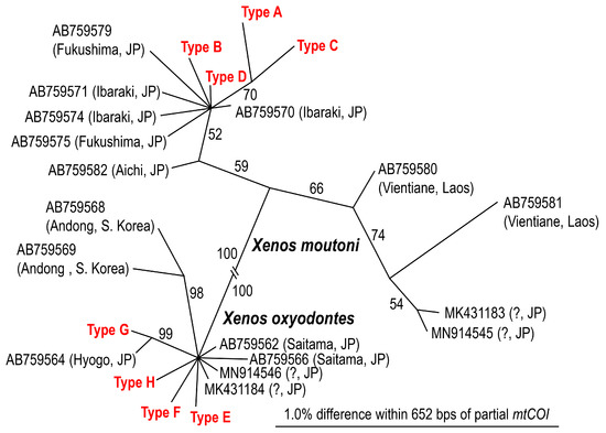 Nematode and Strepsipteran Parasitism in Bait-Trapped and Hand ...