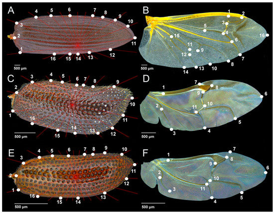 Sub-Lethal Effects of Pirimiphos-Methyl Are Expressed to Different ...