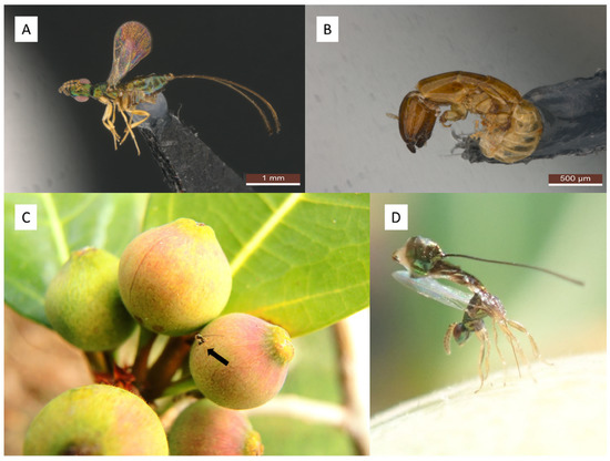 Parasitism Features of a Fig Wasp of Genus Apocrypta (Pteromalidae ...
