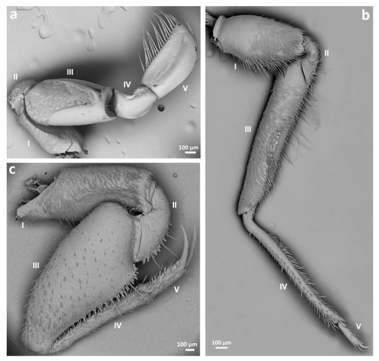 The Leg Sensilla of Insects from Different Habitats—Comparison of ...