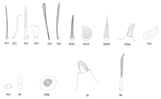 The Leg Sensilla of Insects from Different Habitats—Comparison of ...