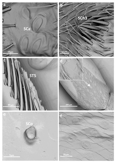 The Leg Sensilla of Insects from Different Habitats—Comparison of ...