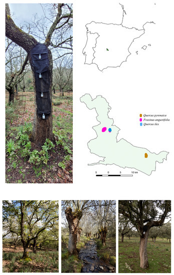 Interaction Networks Help to Infer the Vulnerability of the Saproxylic ...