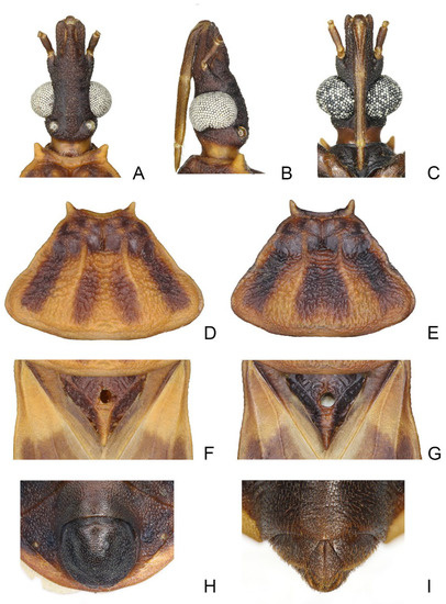 Review of Kissing Bugs (Hemiptera: Reduviidae: Triatominae) from China ...