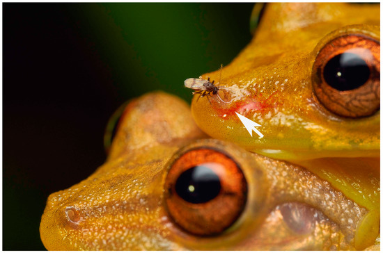 The Mouthparts of Female Blood-Feeding Frog-Biting Midges (Corethrellidae, Diptera)