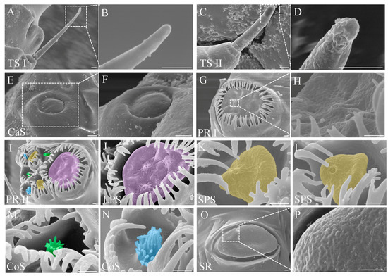 Secondary Rhinaria Contribute to Major Sexual Dimorphism of Antennae in ...