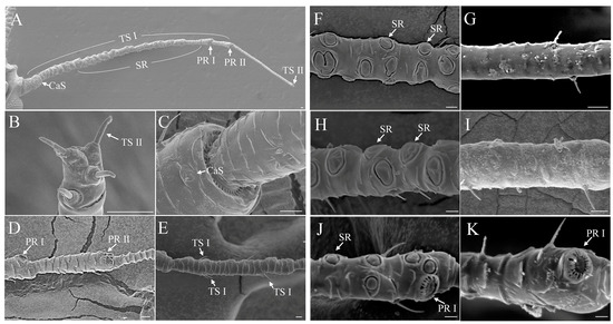 Secondary Rhinaria Contribute to Major Sexual Dimorphism of Antennae in ...