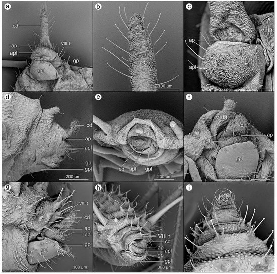 Perianal Structures in Non-Myrmecophilous Aphids (Hemiptera, Aphididae)