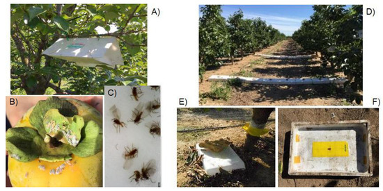 A Novel Insect Overwintering Strategy: The Case of Mealybugs