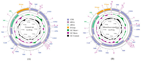 Nine Mitochondrial Genomes of Phasmatodea with Two Novel Mitochondrial ...