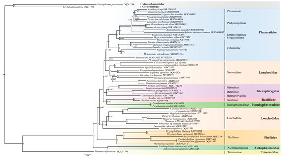 Nine Mitochondrial Genomes of Phasmatodea with Two Novel Mitochondrial ...