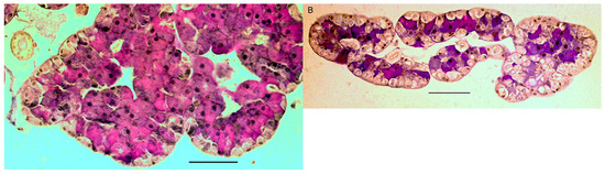Feeding and Amines Stimulate the Growth of the Salivary Gland following ...