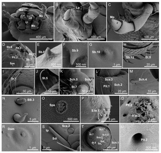 Morphological Characterstics of the Sensilla in a Monophagous Insect ...