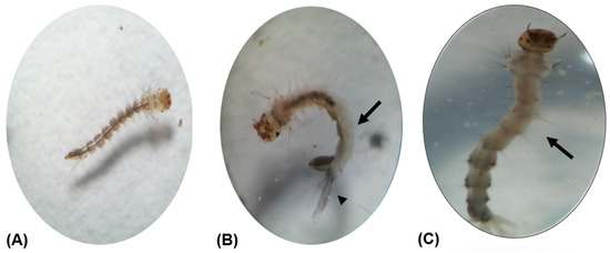 Mosquito Larvicidal Activity and Cytotoxicity of the Extracts of ...