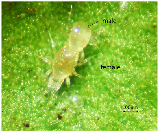 Effects of Different Diets on Biological Characteristics of Predatory ...