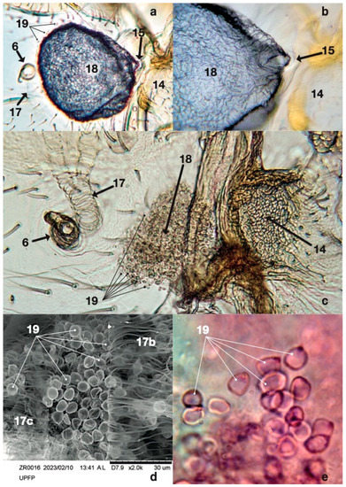 Insects | Free Full-Text | Brindley’s Glands Volatilome of the Predator ...
