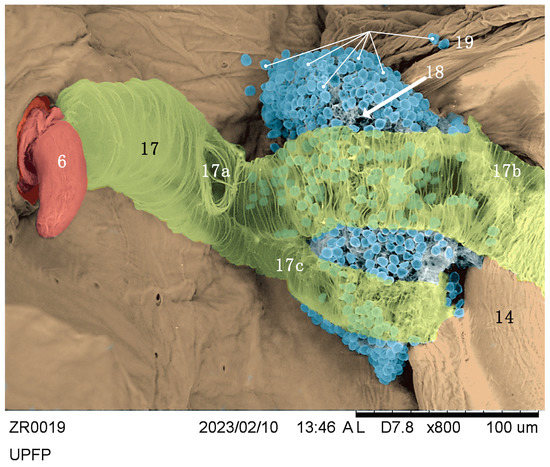 Insects | Free Full-Text | Brindley’s Glands Volatilome of the Predator ...