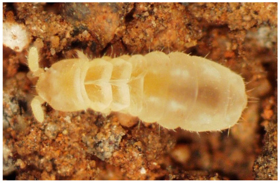 Collembola of the Cavalum and Landeiro Caves (Madeira, Portugal)