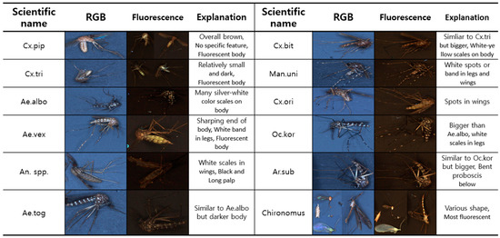 Deep Learning-Based Image Classification for Major Mosquito Species Inhabiting Korea