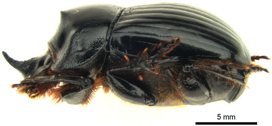 Behavioural Repeatability and Behavioural Syndrome in the Dung Beetle ...