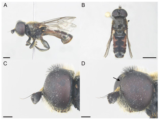 Are Appearances Deceiving? Morpho-Genetic Complexity of the Eumerus ...