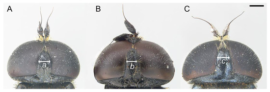 Are Appearances Deceiving? Morpho-Genetic Complexity of the Eumerus ...