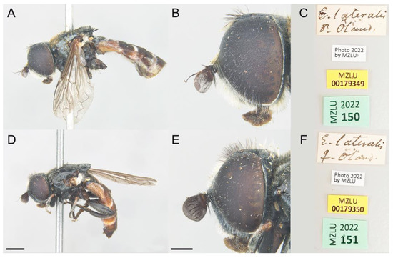 Are Appearances Deceiving? Morpho-Genetic Complexity of the Eumerus ...
