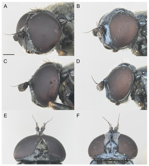 Are Appearances Deceiving? Morpho-Genetic Complexity of the Eumerus ...
