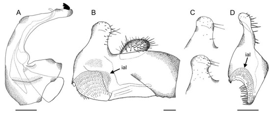 Are Appearances Deceiving? Morpho-Genetic Complexity of the Eumerus ...