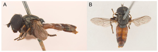 Are Appearances Deceiving? Morpho-Genetic Complexity of the Eumerus ...