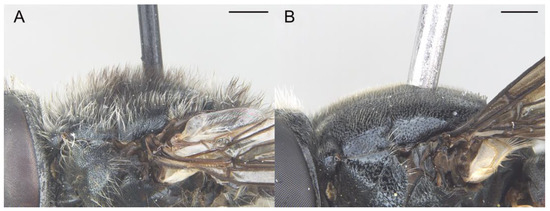 Are Appearances Deceiving? Morpho-Genetic Complexity of the Eumerus ...