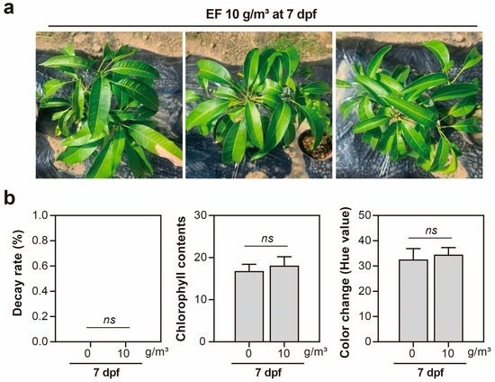 A Novel Ethyl Formate Fumigation Strategy for Managing Yellow Tea ...