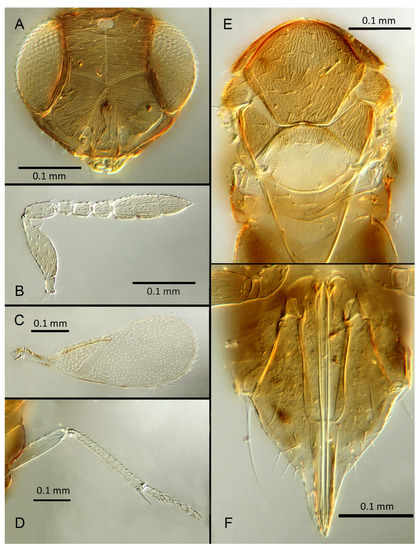 A revision of the Encarsia mexicana species-group (=Dirphys Howard ...