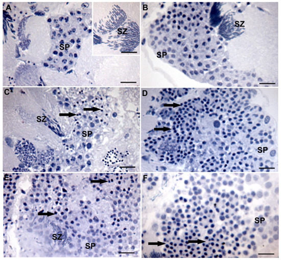 Morphology and Morphometry of the Reproductive Tract of the Cotton Boll ...