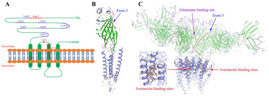 Characterization of Glutamate-Gated Chloride Channel in Tribolium castaneum