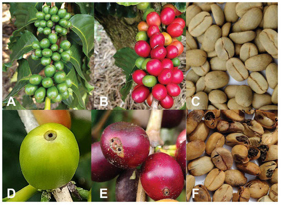 Establishing an Integrated Pest Management Program for Coffee Berry ...