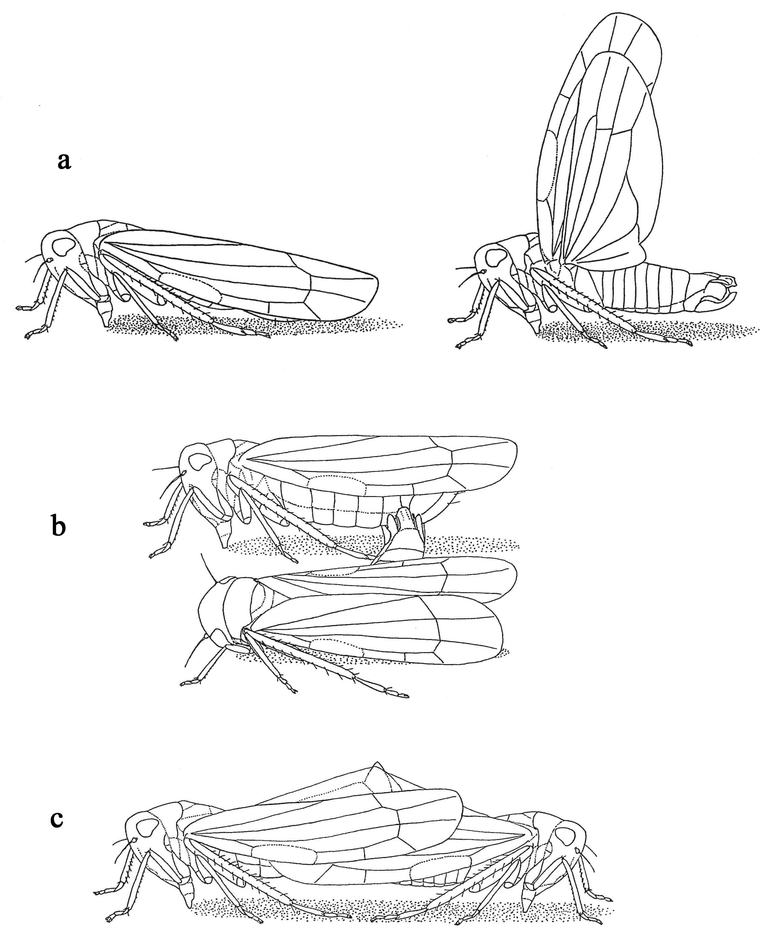Description of Calling, Courtship and Mating Behaviour of Six Species ...