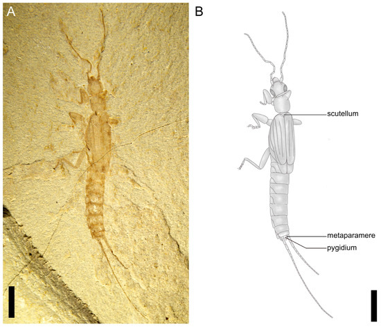 New Earwigs from the Middle Jurassic Jiulongshan Formation of ...