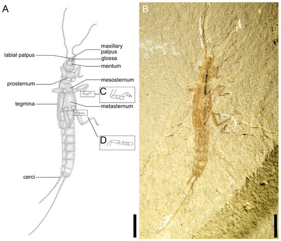 New Earwigs from the Middle Jurassic Jiulongshan Formation of ...