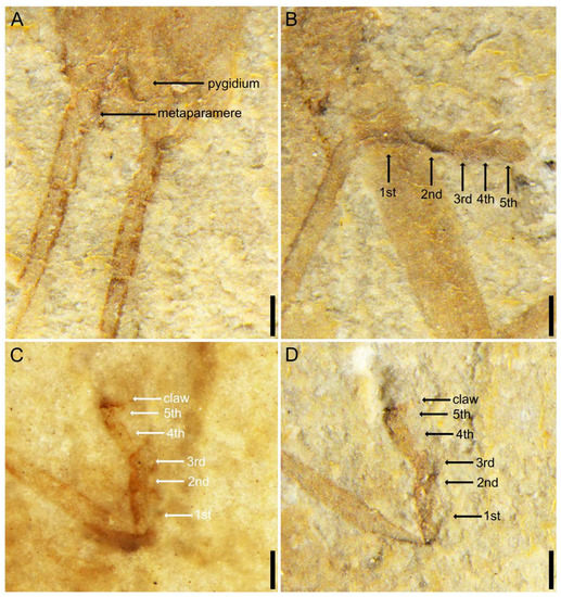 New Earwigs from the Middle Jurassic Jiulongshan Formation of ...