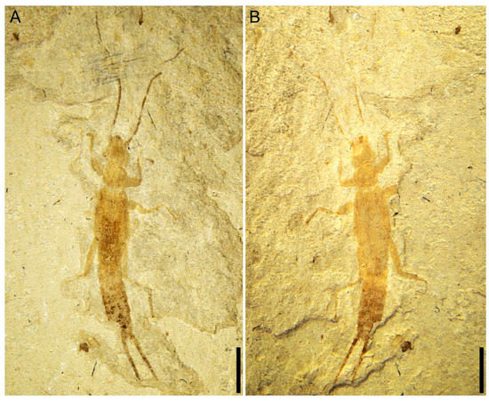New Earwigs from the Middle Jurassic Jiulongshan Formation of ...