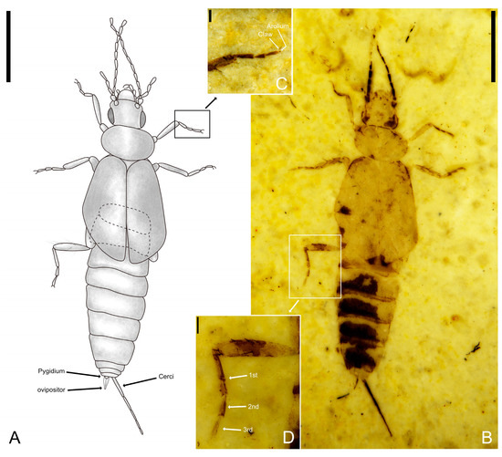 New Earwigs from the Middle Jurassic Jiulongshan Formation of ...